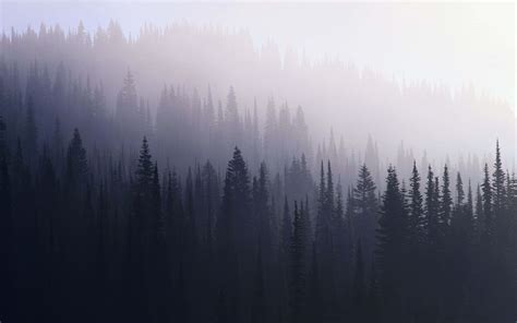 [200 ] Dark Forest Backgrounds
