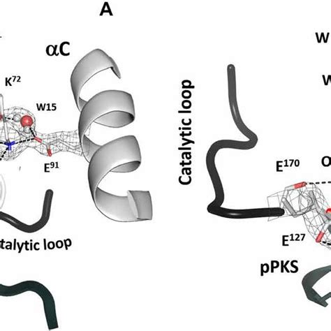 Nucleotide Binding Site And Its Convergence With The P 3 Site Of The Download Scientific