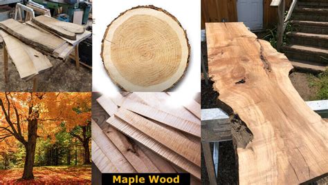Maple Wood Properties Colors Uses Hardness Types Advantages