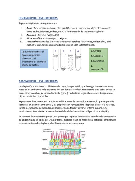 Respiracion Y Adaptacion De Las Eubacterias Pdf Salud Y Bienestar