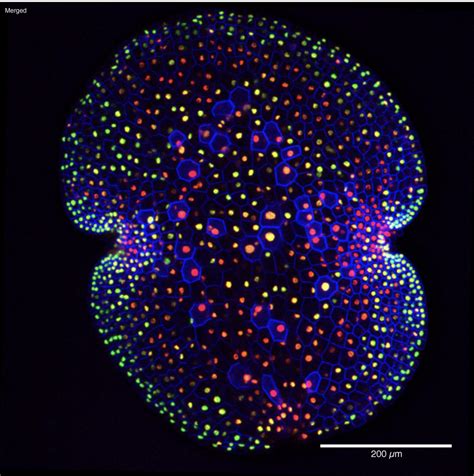 Loop Assembly A Simple And Open System For Recursive Fabrication Of
