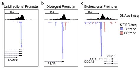 Examples Of Divergent Unidirectional And Bidirectional Transcription