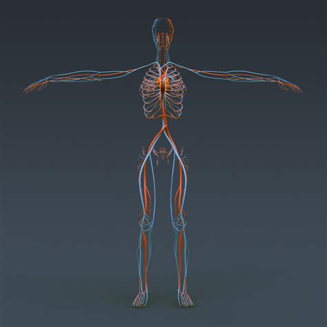 인간의 남성 해부학 몸 해골 및 내부 장기 3d 모델 Turbosquid 584524