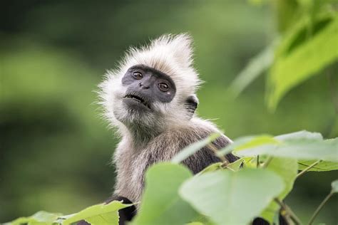 White Headed Langur Photograph By Hao Jiang Pixels