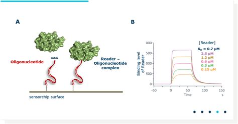 Can Surface Plasmon Resonance Provide A Biologically Relevant Assay