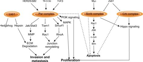 Signaling Pathways Regulated By Apical Basal Polarity Complexes Notes Download Scientific