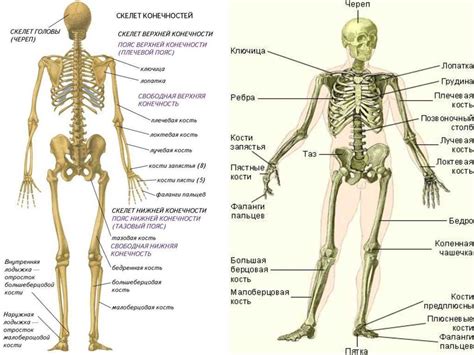 The Ultimate Guide To Lab Value Skeleton Diagrams Everything You Need To Know