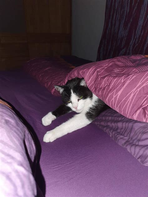 My Aunts Cat Tucked In My Bed Tuckedinkitties