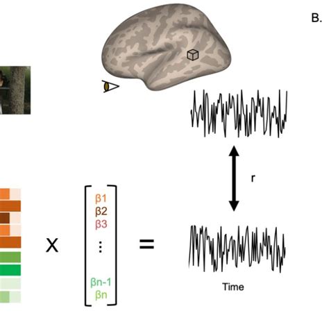 A Encoding Model Overview We Labeled Perceptual And Social Affective