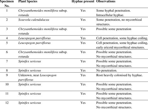 Observations Of Root Samples At May 2005 Download Table