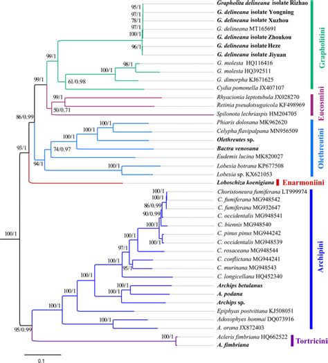 Phylogenetic Trees Inferred From Maximum Likelihood And Bayesian Download Scientific Diagram