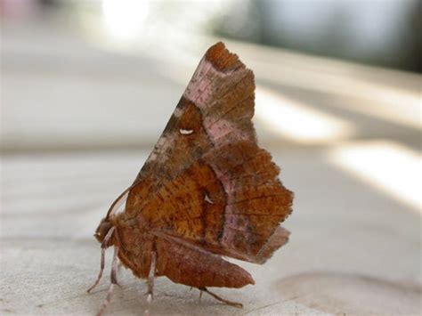 Genus Selenia · iNaturalist