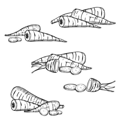 910 Parsnip Stock Illustrations Royalty Free Vector Graphics And Clip Art Istock 910 Parsnip Stock Illustrations Royalty Free Vector Graphics And Clip Art Istock