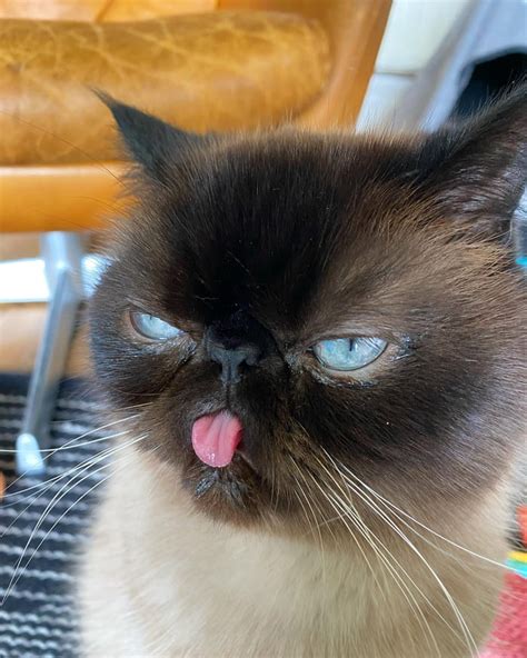 Derpy Cat