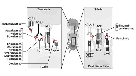 Checkpoint Inhibitoren Doccheck Checkpoint Inhibitoren Doccheck