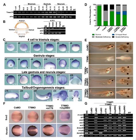 Xenopus Tmem79 Is Required In Naive Ectoderm For Anterior And Neural