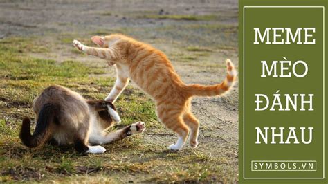 Meme Mèo Đánh Nhau Bựa Hình Chế Hài Hước Nhất Meme Mèo Đánh Nhau Bựa Hình Chế Hài Hước Nhất