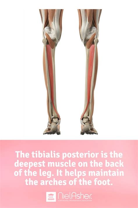 Trigger Points Tibialis Posterior Trigger Points Tibialis Posterior