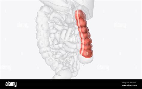 The Ascending Colon Or Right Colon Is The Beginning Part Of The Colon 3d Illustration Stock