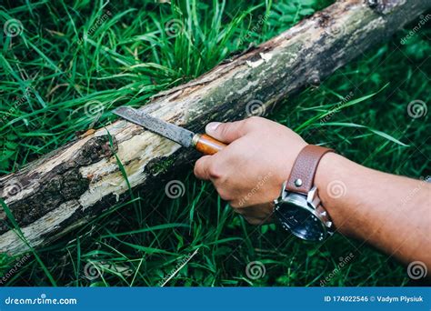 Guy With Elegant Men S Watch Is Cutting The Tree With Old Rusty Knife Survival In The Wild