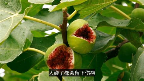 无花果开花吗无花果为什么不结果原因很简单 凤凰网视频 凤凰网