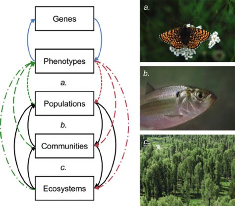 Eco Evolutionary Dynamics Describe Interactions Between Ecology And