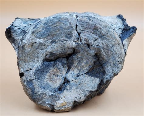 Fossil Fragment Found Need Id Rfossilid