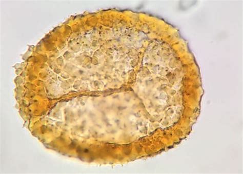 In Photos Fossil Forest Unearthed In The Arctic Live Science