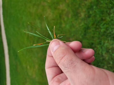 Grass2 — Postimages