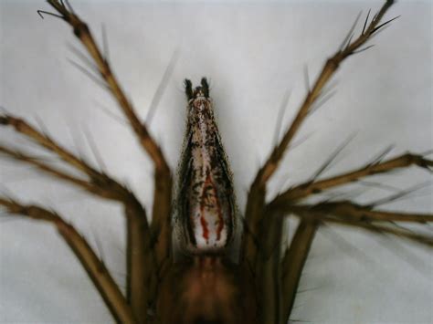 Grass Lynx Spiders From 2gqcjc5 Talomo Davao City 8000 Davao Del