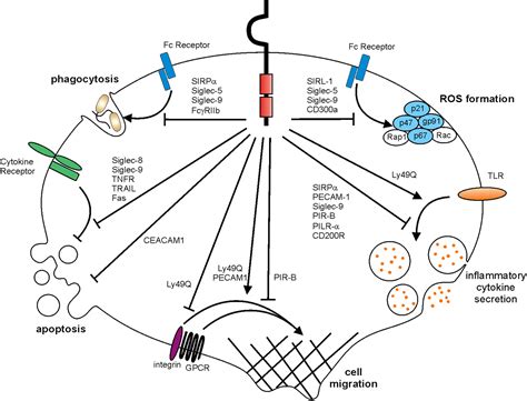 Summing Up Excitatory And Inhibitory Signals In A Neuron Called At Palmer Ellerbee Blog