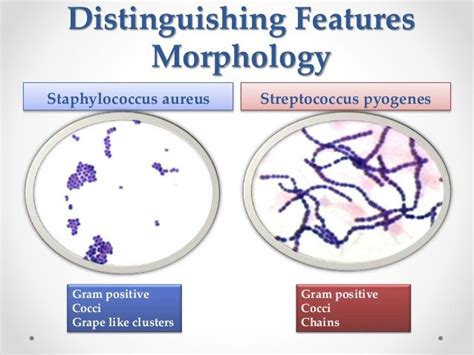 Clinical Microbiology Microbiology Medical Laboratory Science Clinic
