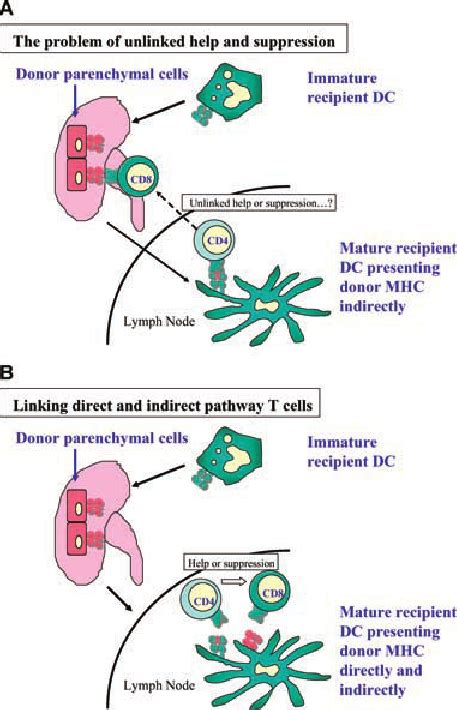 A Four Cell Unlinked Model For Interactions Between Direct And Download Scientific Diagram