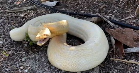 뒷뜰서 잡힌 3m짜리 보아뱀플로리다는 뱀과의 전쟁중영상