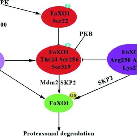 Overview Of Interaction Of Foxo1 Post Translational Modifications Download Scientific Diagram