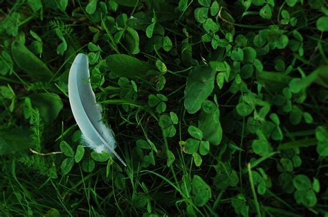 Tglr Issue 11 ~ Artwork