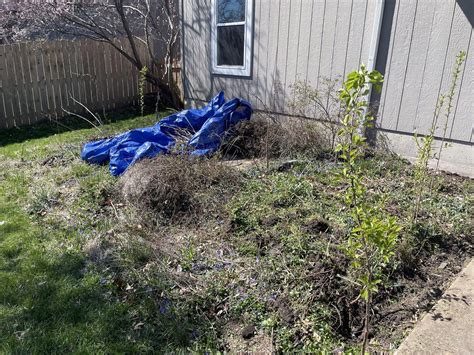 Tiller For Clearing A Garden Plot Rgardening