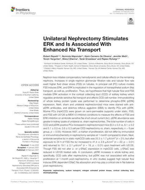 Pdf Unilateral Nephrectomy Stimulates Erk And Is Associated With