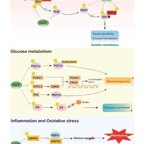 Schematic Of O Glcnacylation In Liver Metabolism Download Scientific