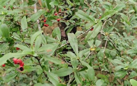 窄叶火棘是什么植物 蜜源植物 酷蜜蜂