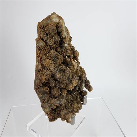Forest Chalcedony Bicolor Chalcedony From Jalgaon District Maharash