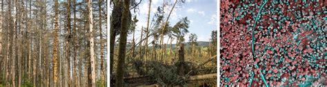 Talk At The Eorc Practical Forestry Research Use Of Forestry Remote Sensing At The Bavarian