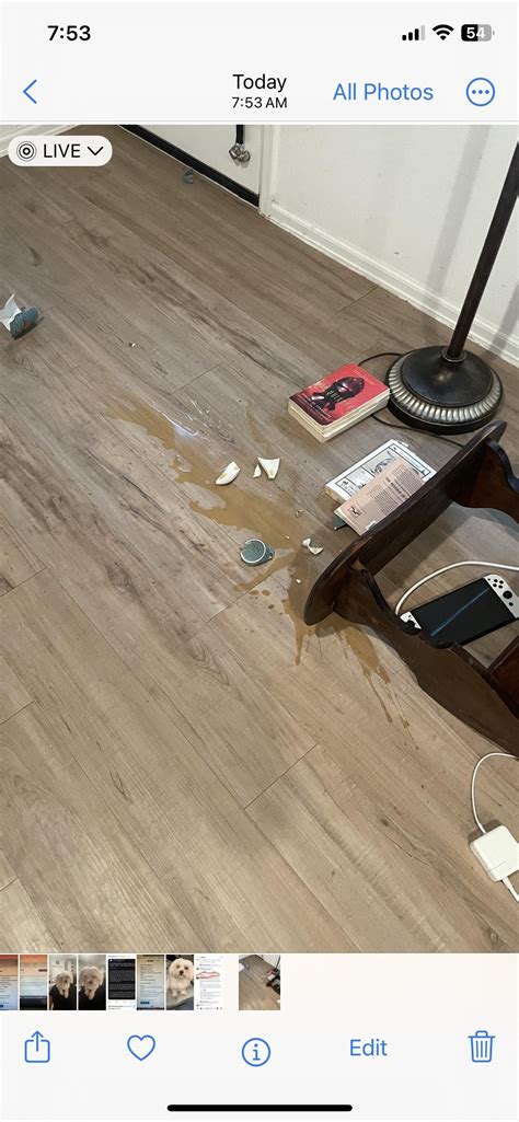 Kiwi Strikes Again Big Clumsy Oaf Rsheepadoodles