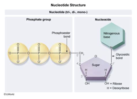 Molecular Biology Class Flashcards Quizlet