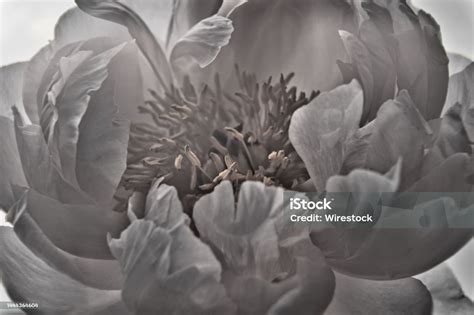 모란 낙인과 심피의 그레이스케일 근접 촬영 0명에 대한 스톡 사진 및 기타 이미지 0명 그레이 스케일 꽃 나무 Istock