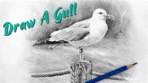 Draw A Seagull Emily Armstrong Skillshare