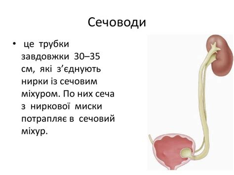 Презентація Сечовидільна система людини