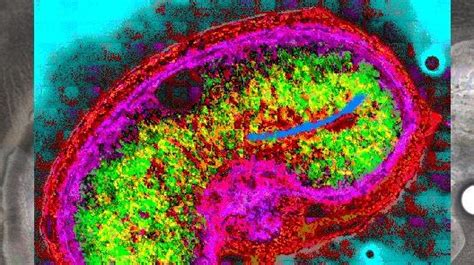 Lumos Ii Ilim Bruker