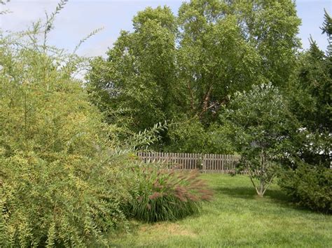 Best Shade Trees Images On Pinterest Garden Trees Shade Trees And Fast Growing Shade Trees