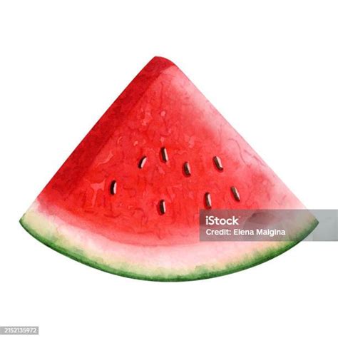 삼각형 수박 조각 와 씨앗 수채화 그림 절연 통하고 있는 백색 배경 여름 자연적인 과일 디저트 건강한 채식주의 제품을 위한 손으로 그린 맛있는 유기 음식 0명에 대한 스톡